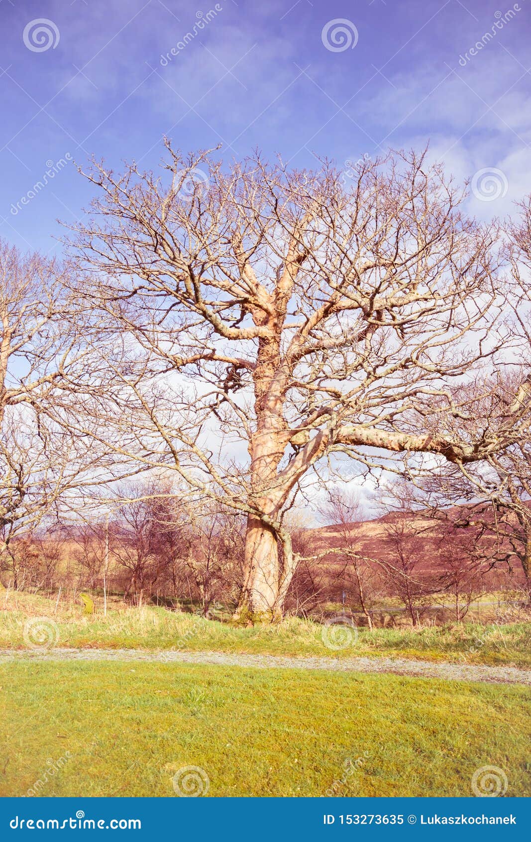 Big old tree in a park stock image. Image of plant, light - 153273635