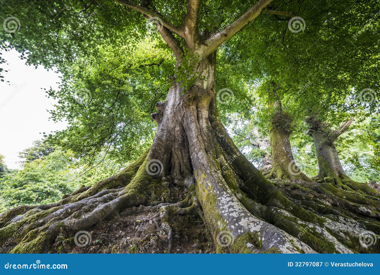 Big old tree stock image. Image of natural, fresh, light - 32797087