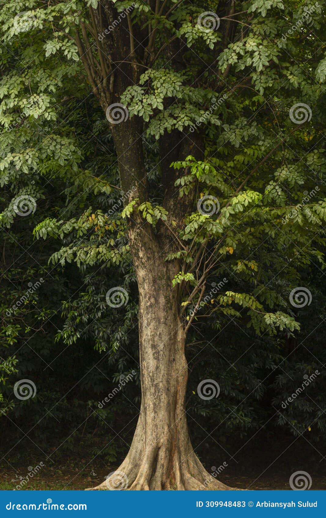 Big Tree in the Park from Eye Level Angle Stock Image - Image of jungle ...