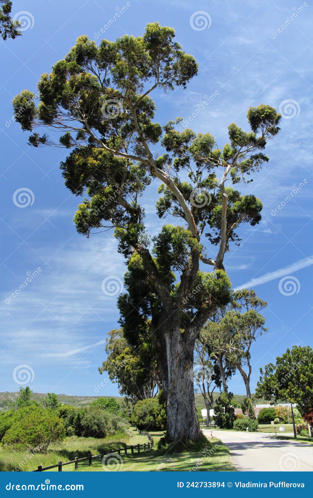 Big old tree in a park stock photo. Image of knysna - 242733894