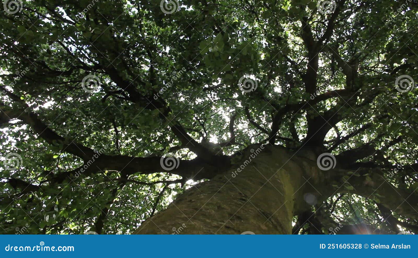 Big old tree in the park stock footage. Video of forest - 251605328