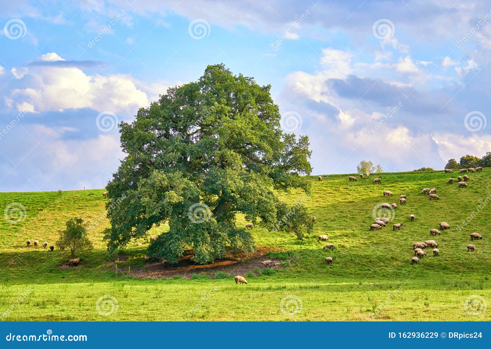 Big Old Tree on a Pasture with Sheep Stock Image - Image of agriculture ...