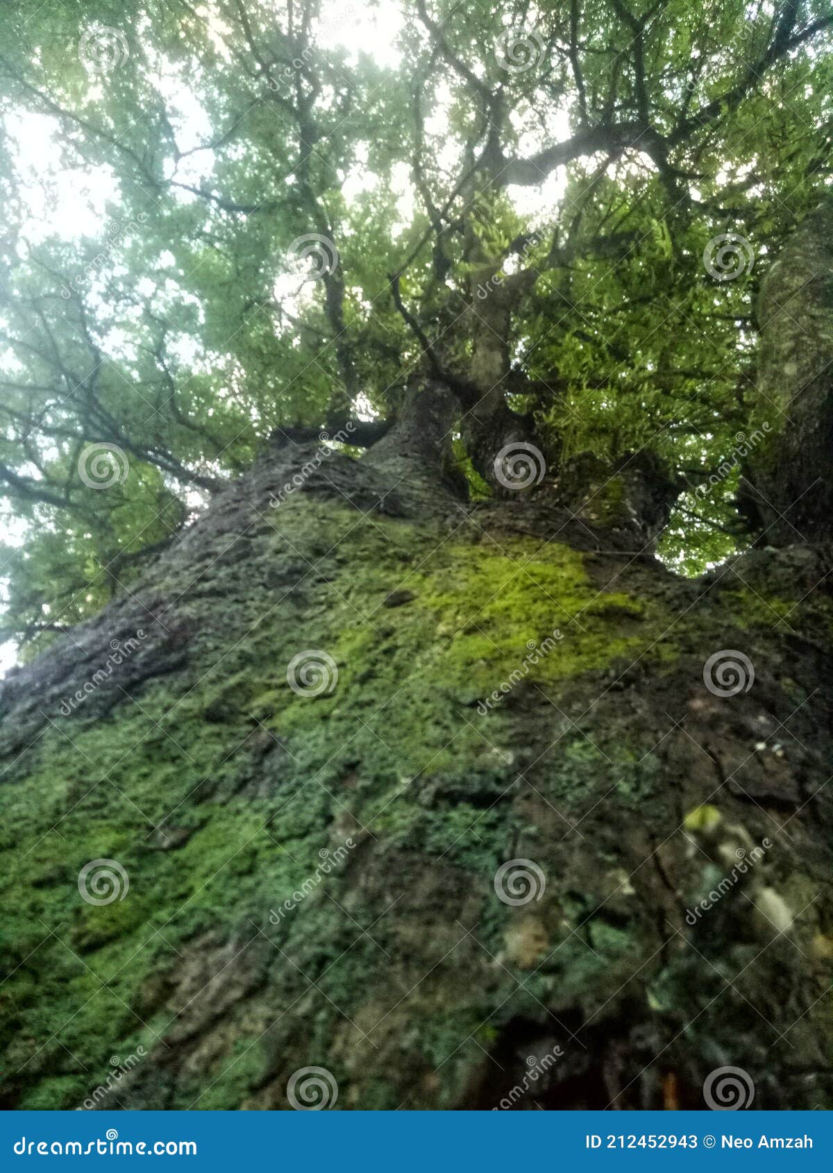 Big Old Tree in the Rainforest Stock Image - Image of tree, rainforest ...