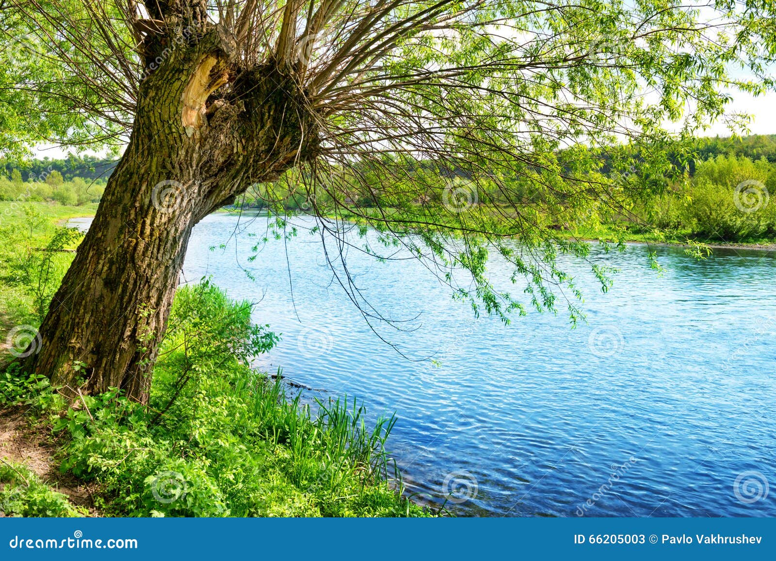 Big Old Tree on the River Bank Stock Image - Image of outdoors, dawn ...