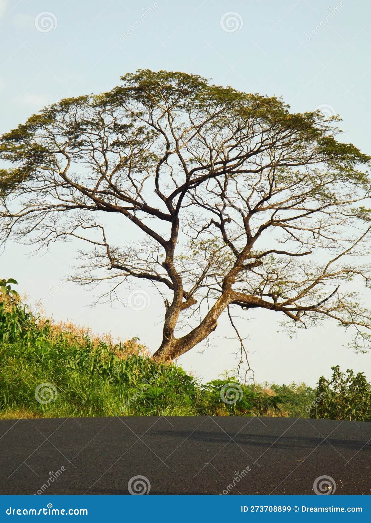 Big Old Tree beside Roa in Somewhere Stock Image - Image of tree: 273708899