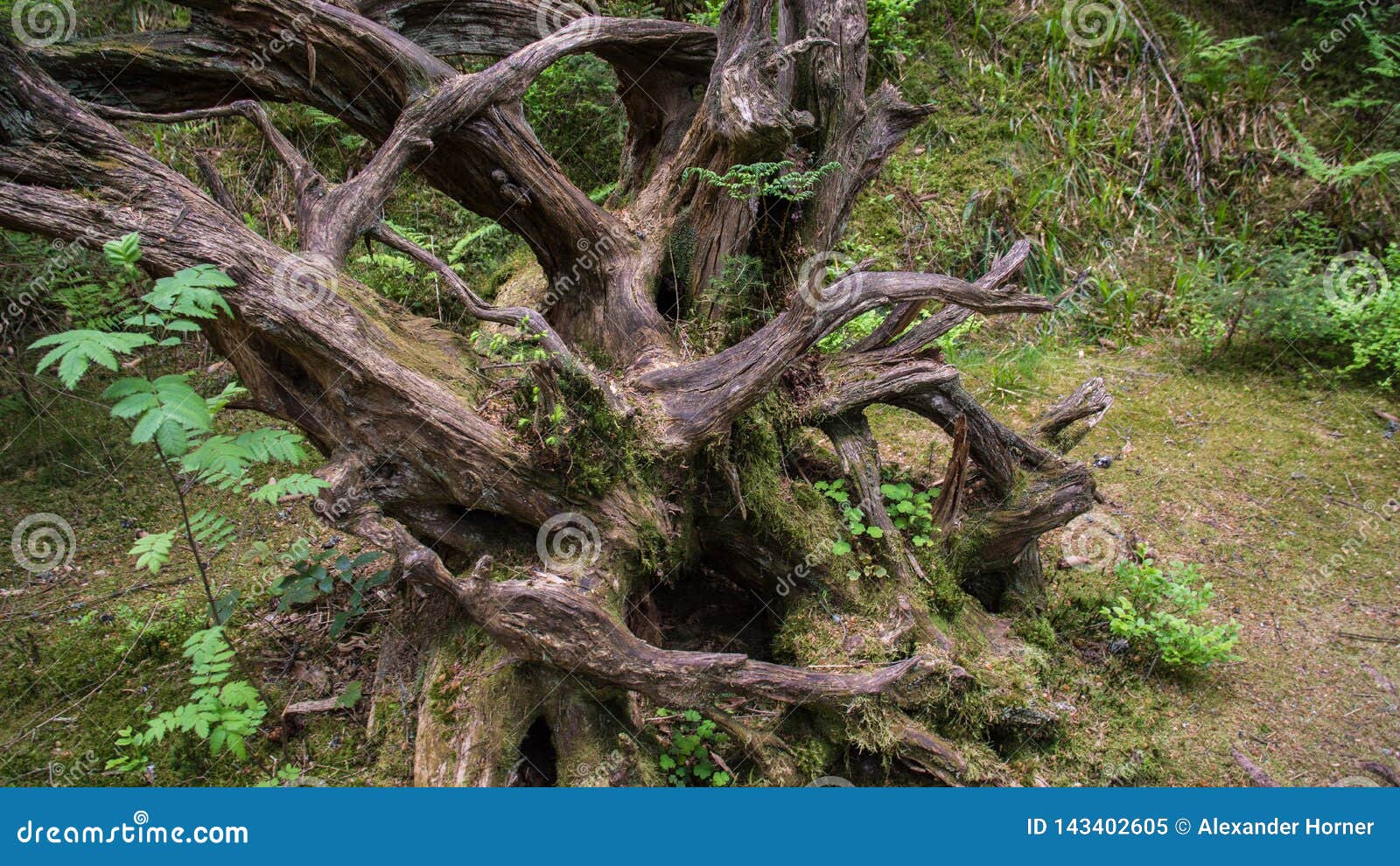 Big old tree root stock image. Image of grass, leaf - 143402605