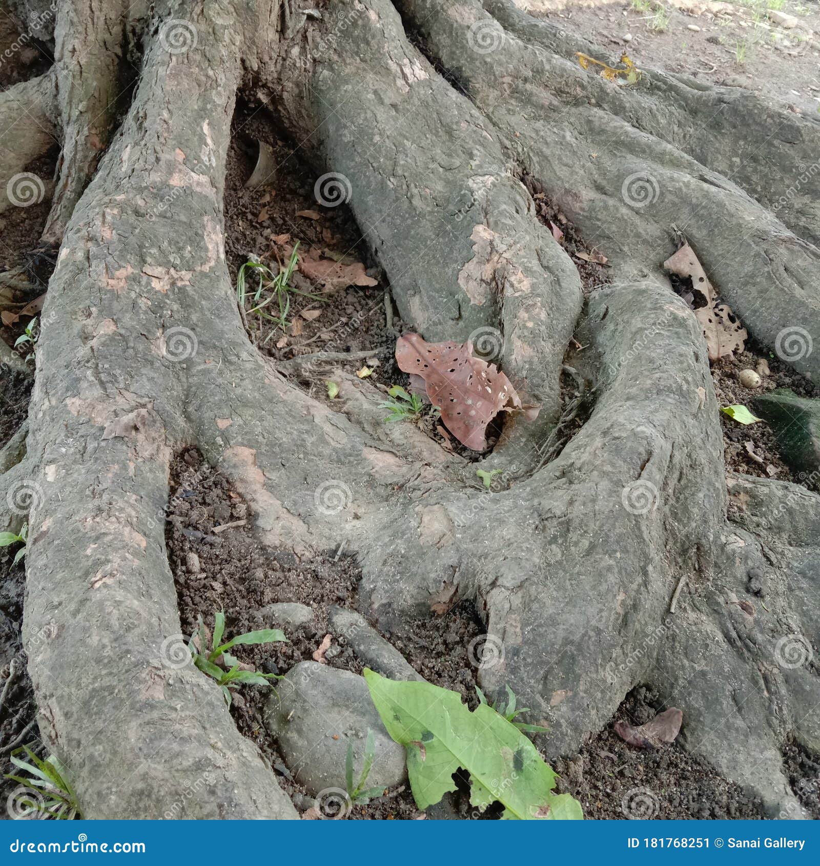 Big old tree roots stock image. Image of sculpture, flower - 181768251