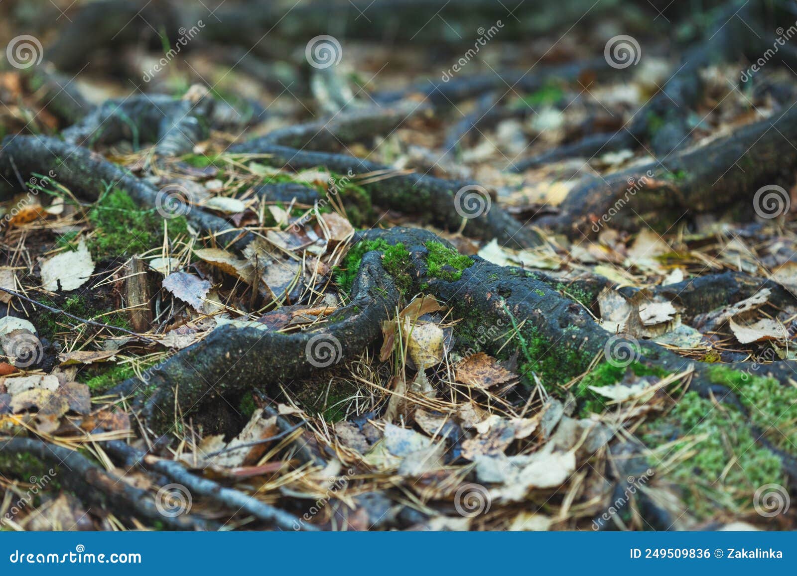 Big Old Tree Roots, Leaves and Moss Stock Photo - Image of forest ...