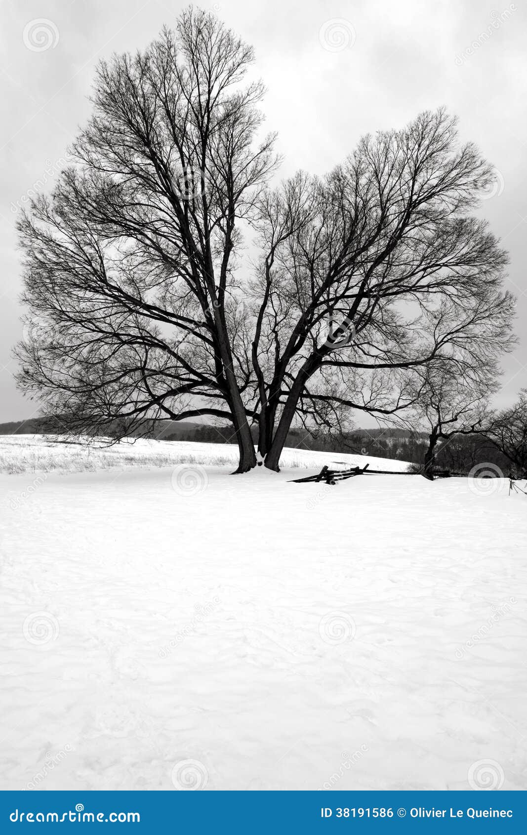Big Old Tree in Snow at Valley Forge National Park Stock Photo - Image ...