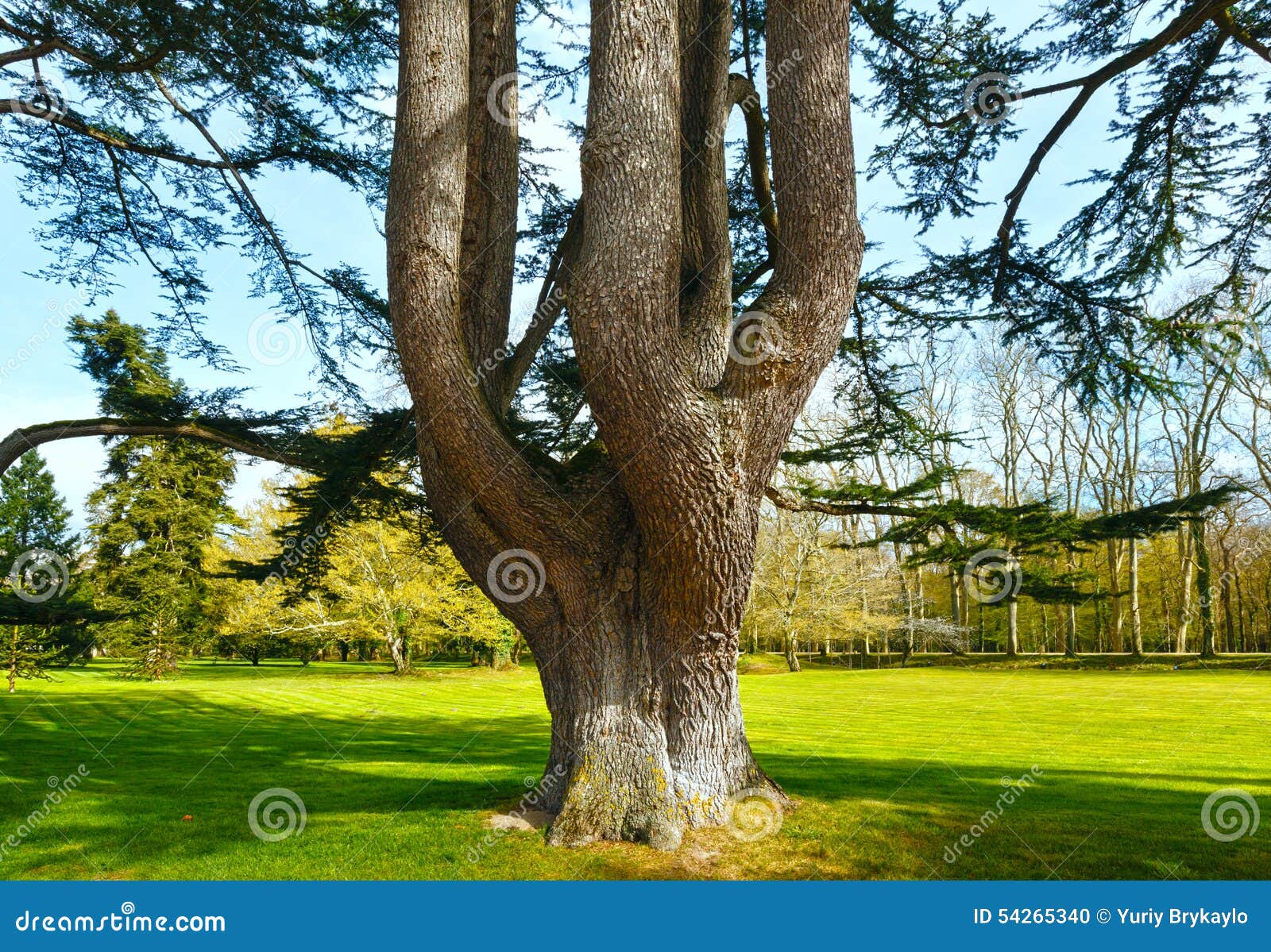 Big Old Tree in Spring Park. Stock Photo - Image of grass, nature: 54265340