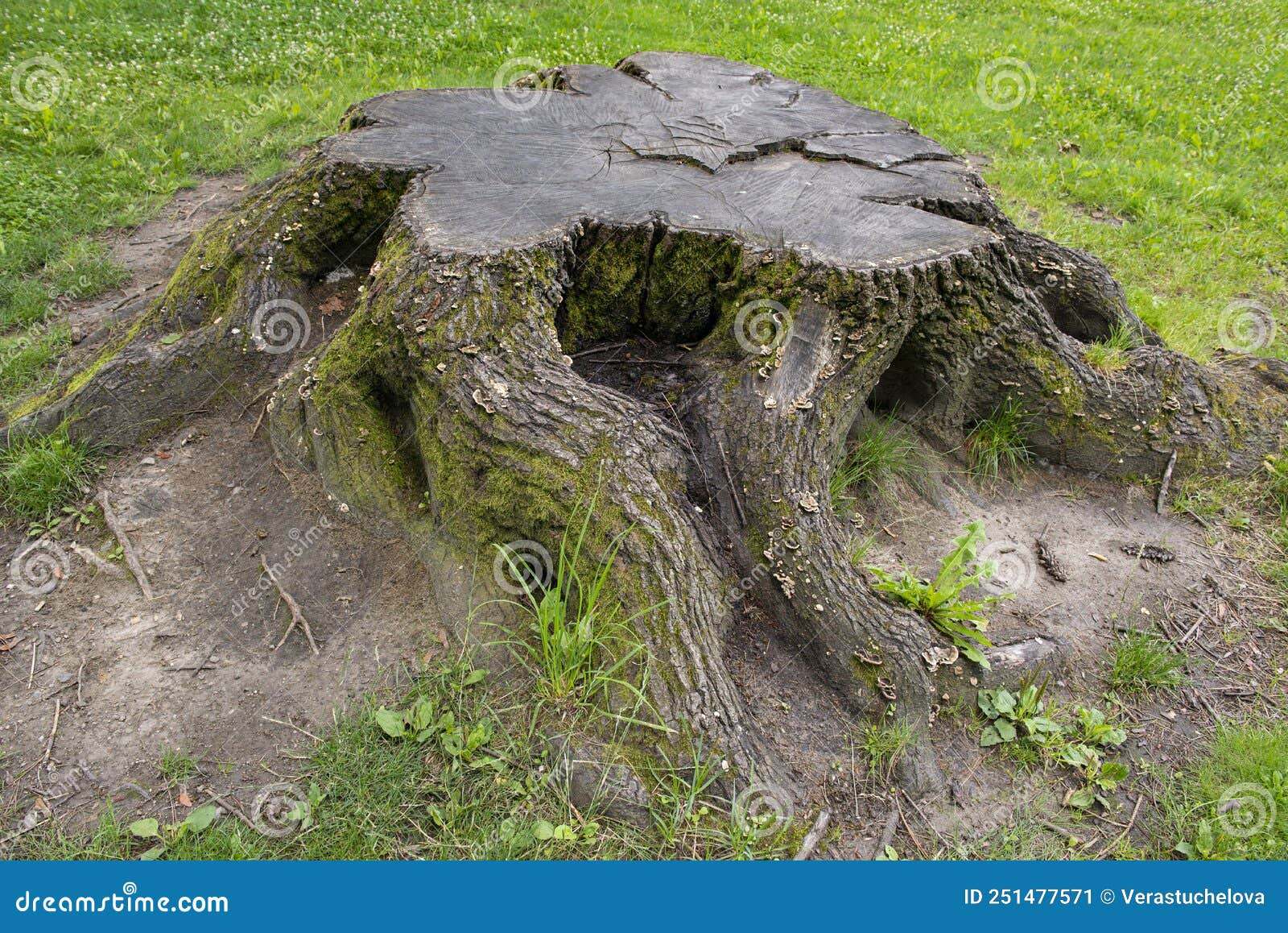 The Big Old Tree Stump after Dead Tree Stock Image - Image of forest ...