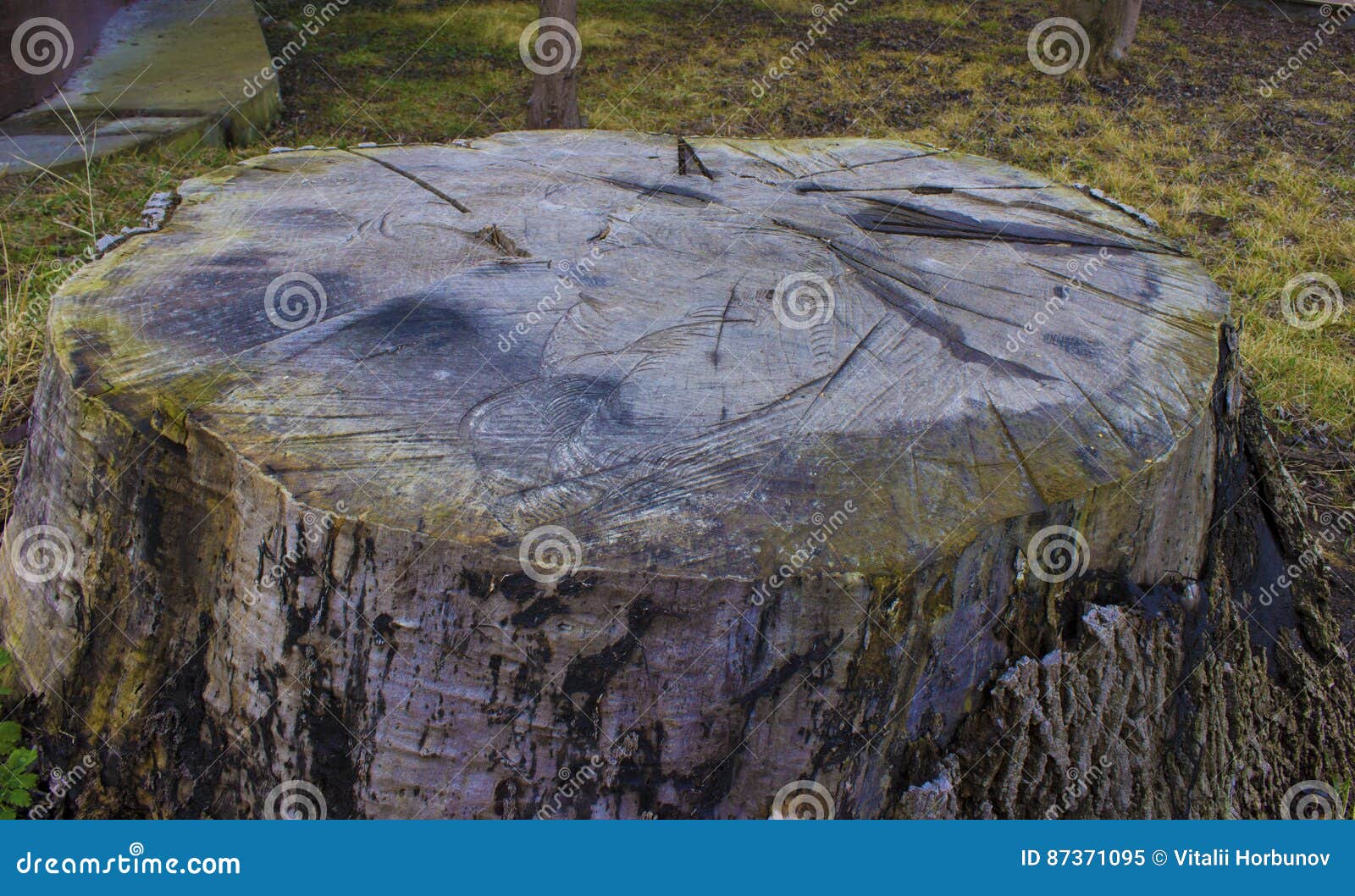 Big Old Tree Stump in the Garden Stock Image - Image of cutting ...
