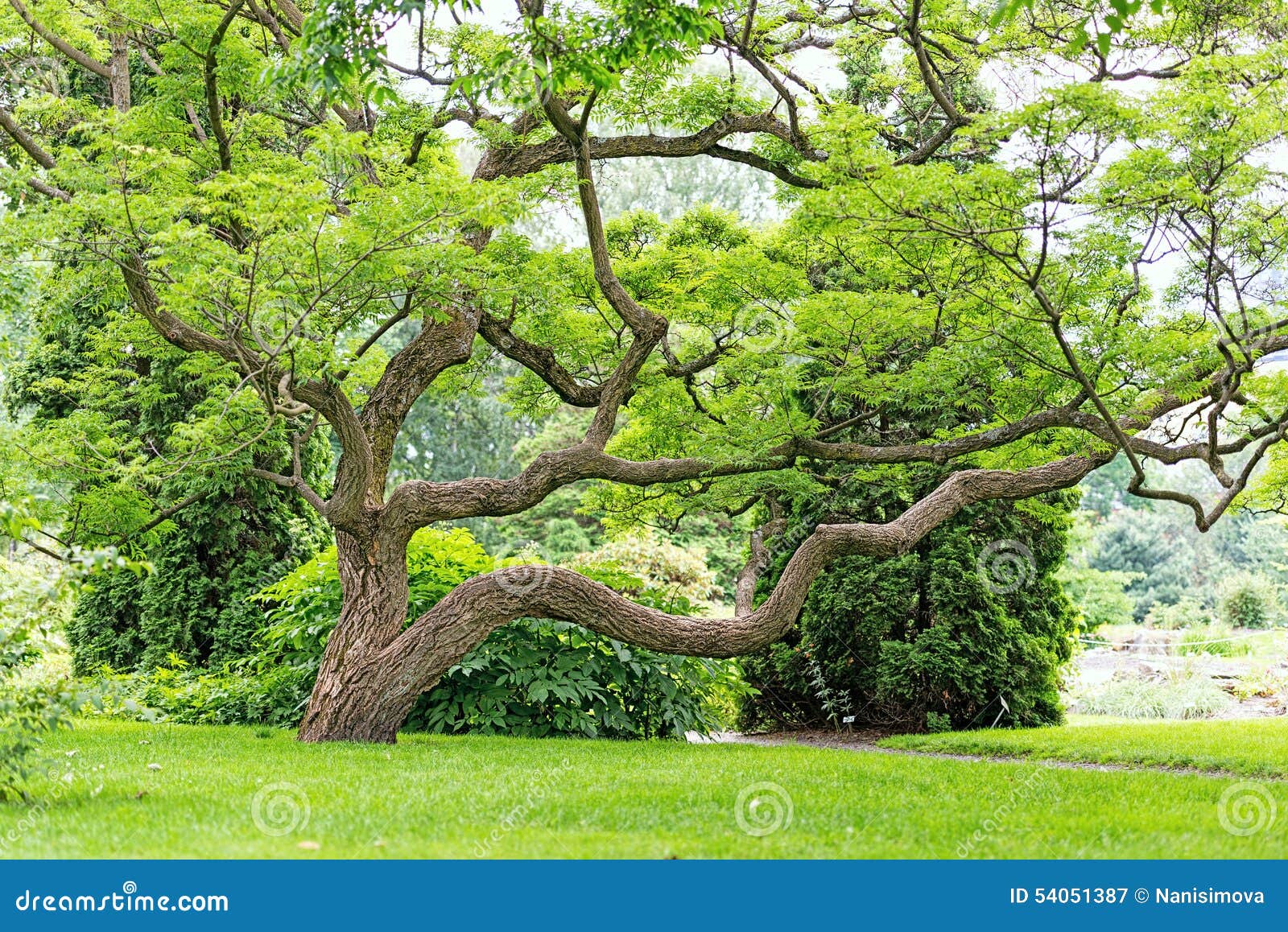 Big old tree at summer stock image. Image of grass, organic - 54051387