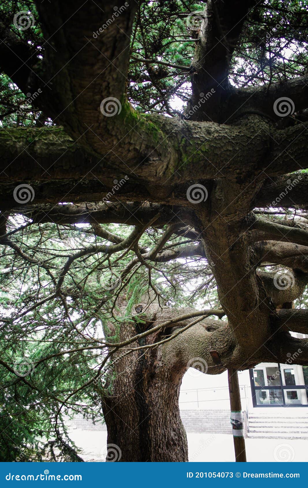 The Big Old Tree with Thick Trunk Stock Image - Image of summer ...