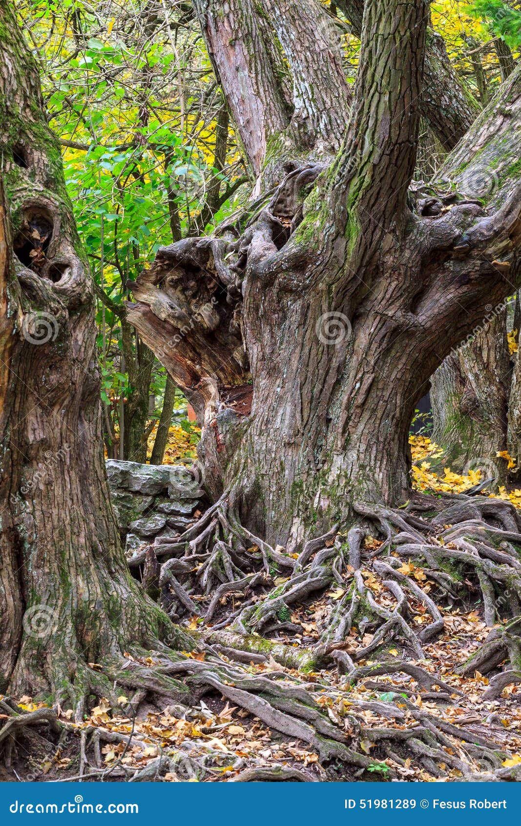 Big old tree stock image. Image of brown, ground, natural - 51981289
