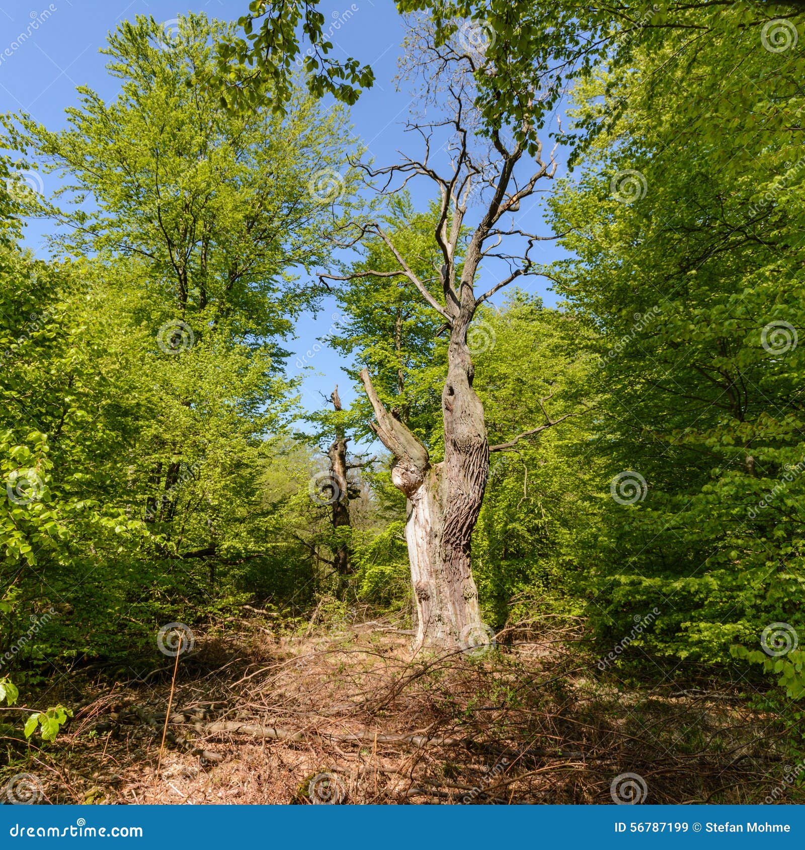 Big old tree stock image. Image of wood, woods, color - 56787199