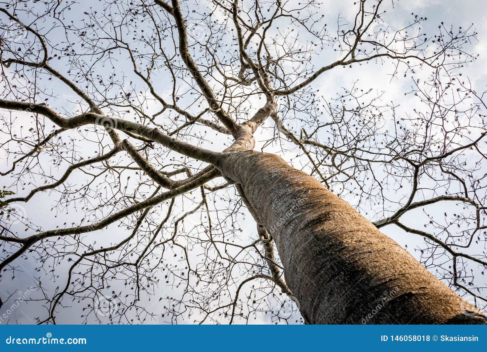 Big Old Tree without Leaf on Branches Stock Photo - Image of summer ...