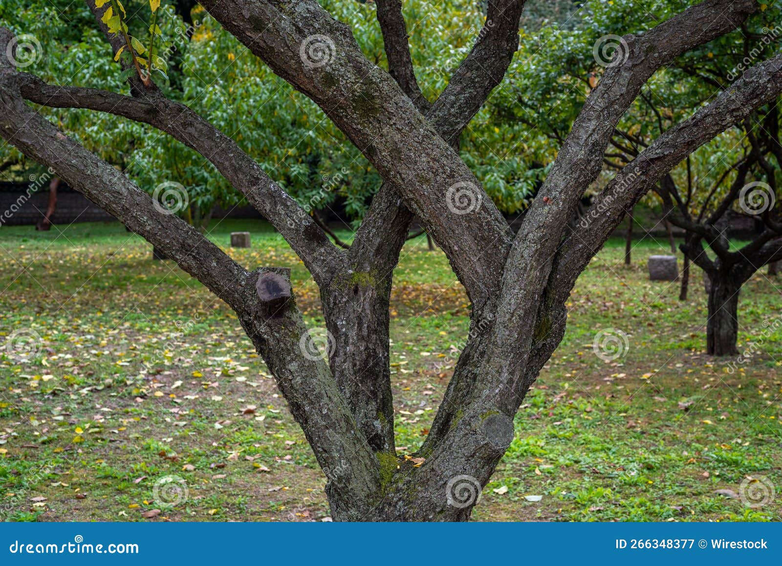 Big Old Tree Trunk in Autumn. Stock Image - Image of beautiful, trunk ...