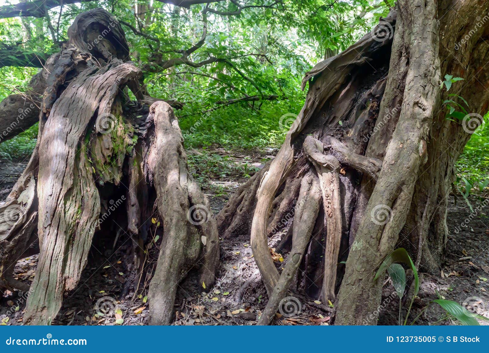 Big old tree trunk. stock image. Image of large, moss - 123735005