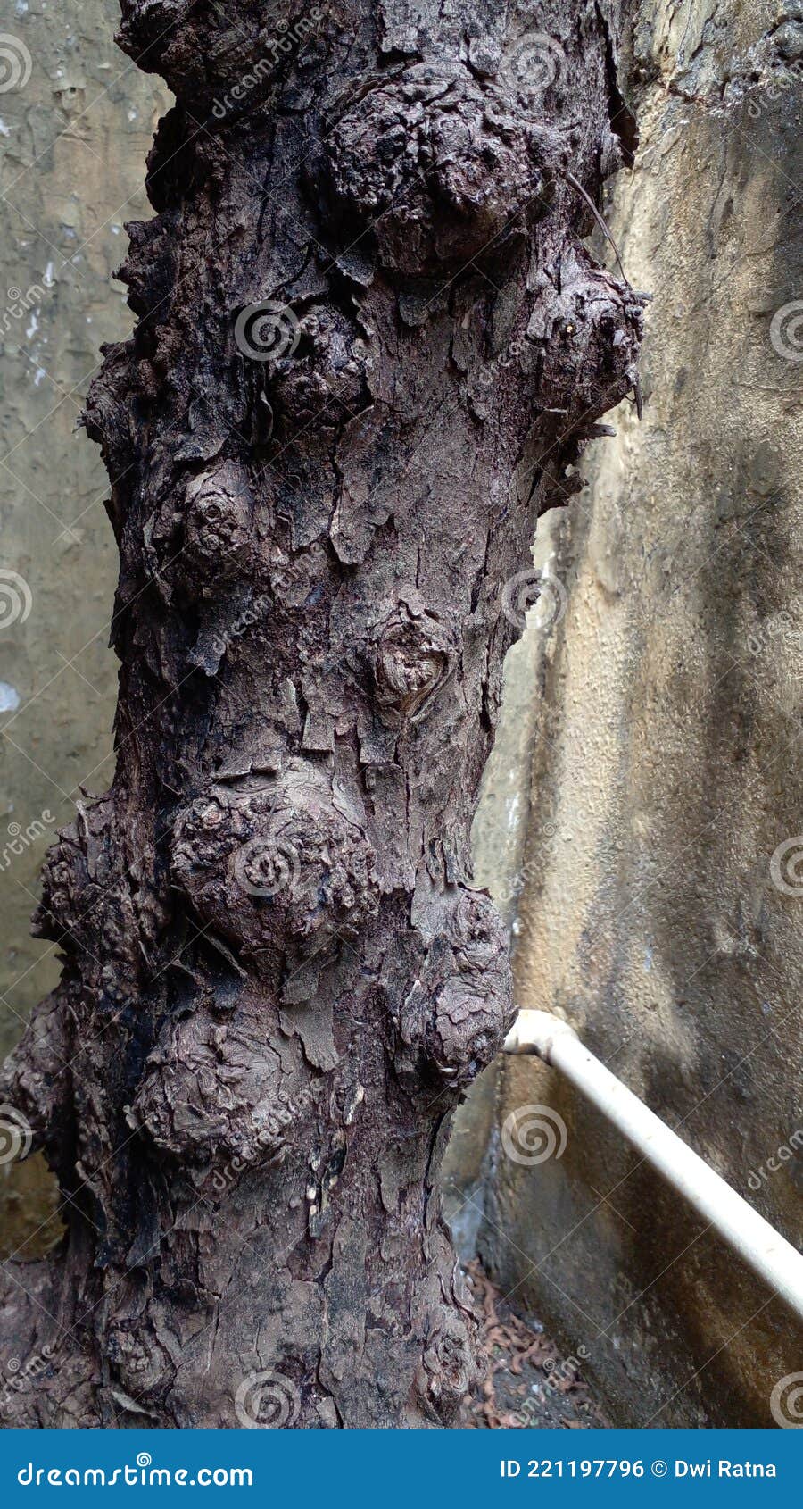 Big Old Tree Trunk. Vegetable Starfruit Tree Trunk Stock Photo - Image ...