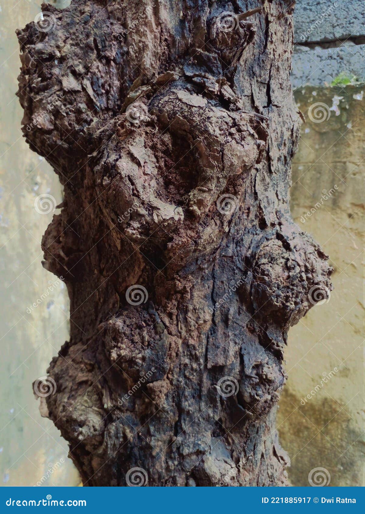 Big Old Tree Trunk. Vegetable Starfruit Tree Trunk Stock Image - Image ...