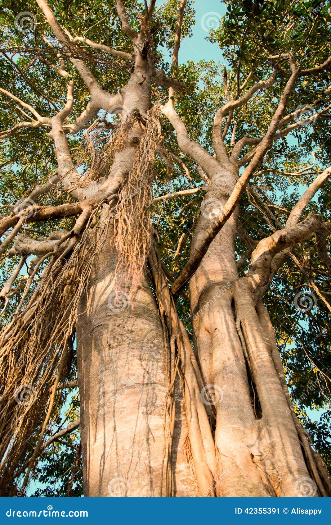 Big old tree stock image. Image of tropical, huge, botanical - 42355391
