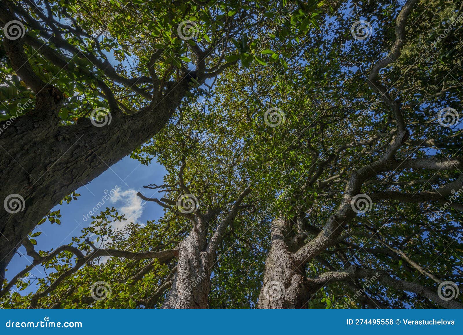 Old Trees - View from Below into the Treetops Stock Photo - Image of ...
