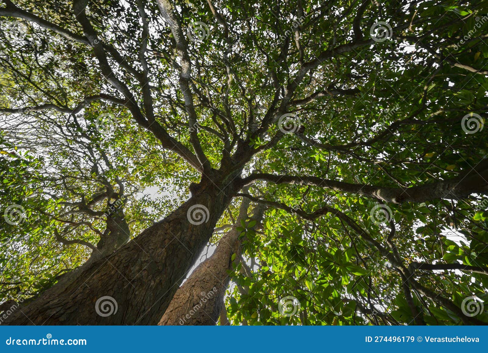Old Trees - View from Below into the Treetops Stock Image - Image of ...