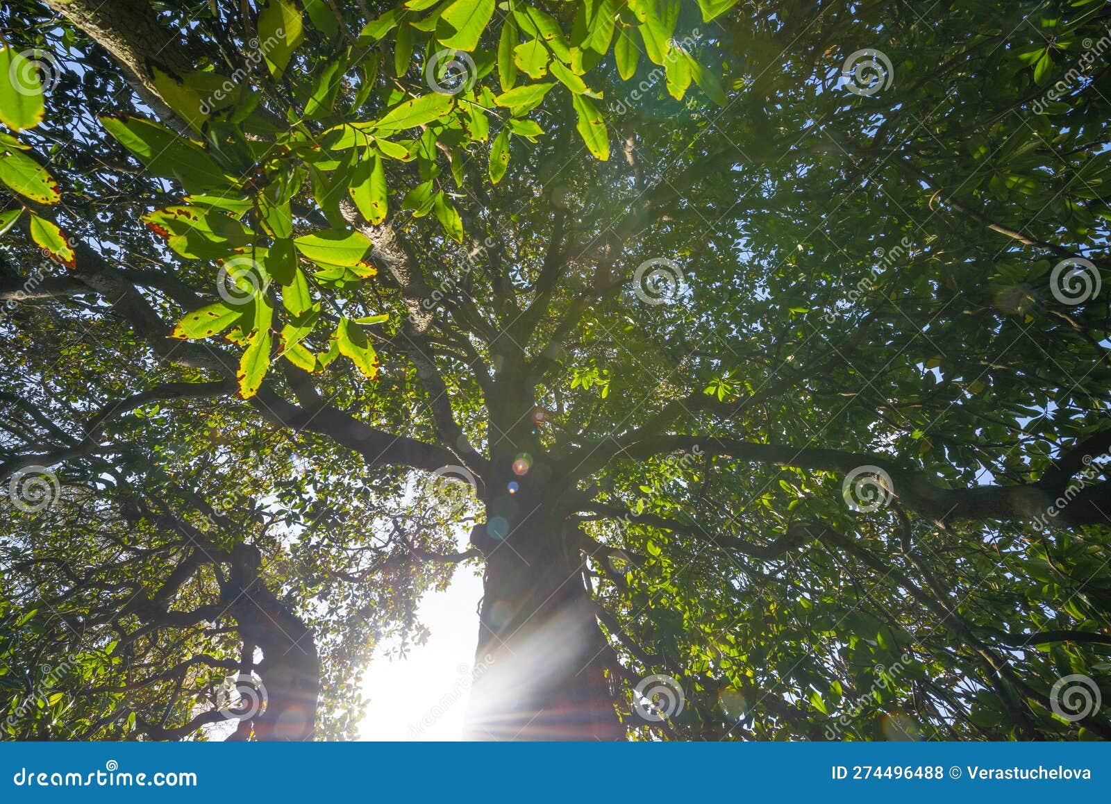 Old Trees - View from Below into the Treetops Stock Photo - Image of ...