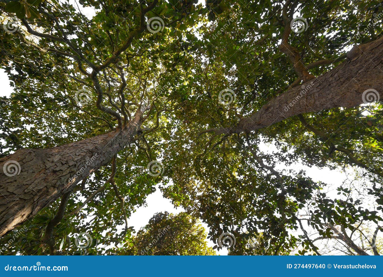 Old Trees - View from Below into the Treetops Stock Photo - Image of ...