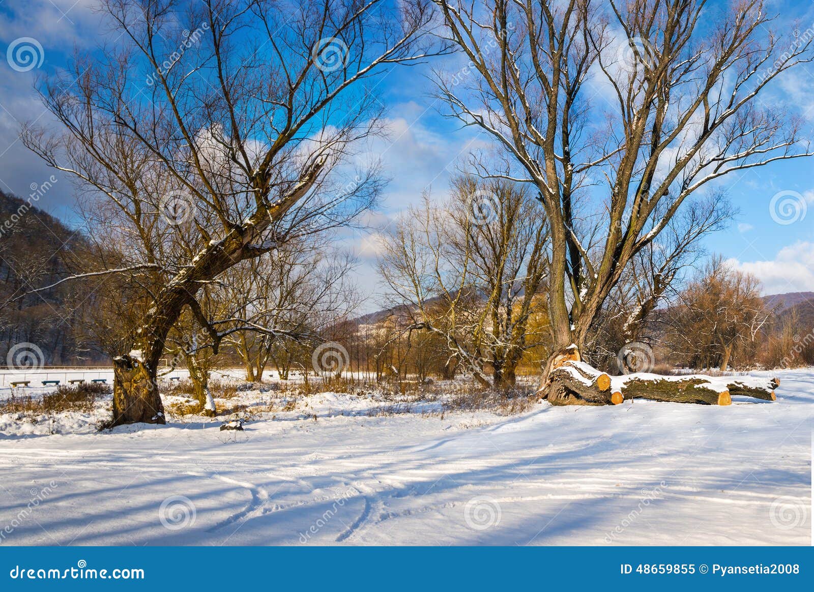 Big Old Trees in Winter Forest Stock Image - Image of sunshine, hill ...