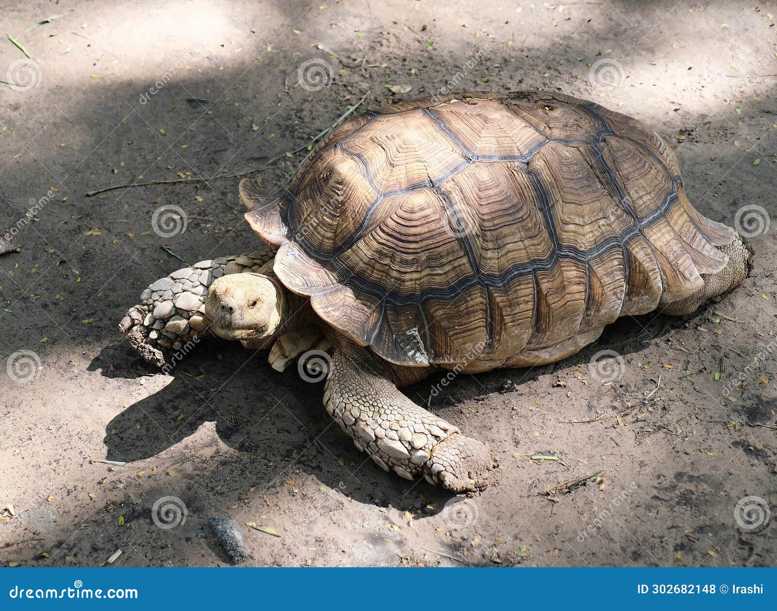 Big old turtle stock photo. Image of large, cute, view - 302682148