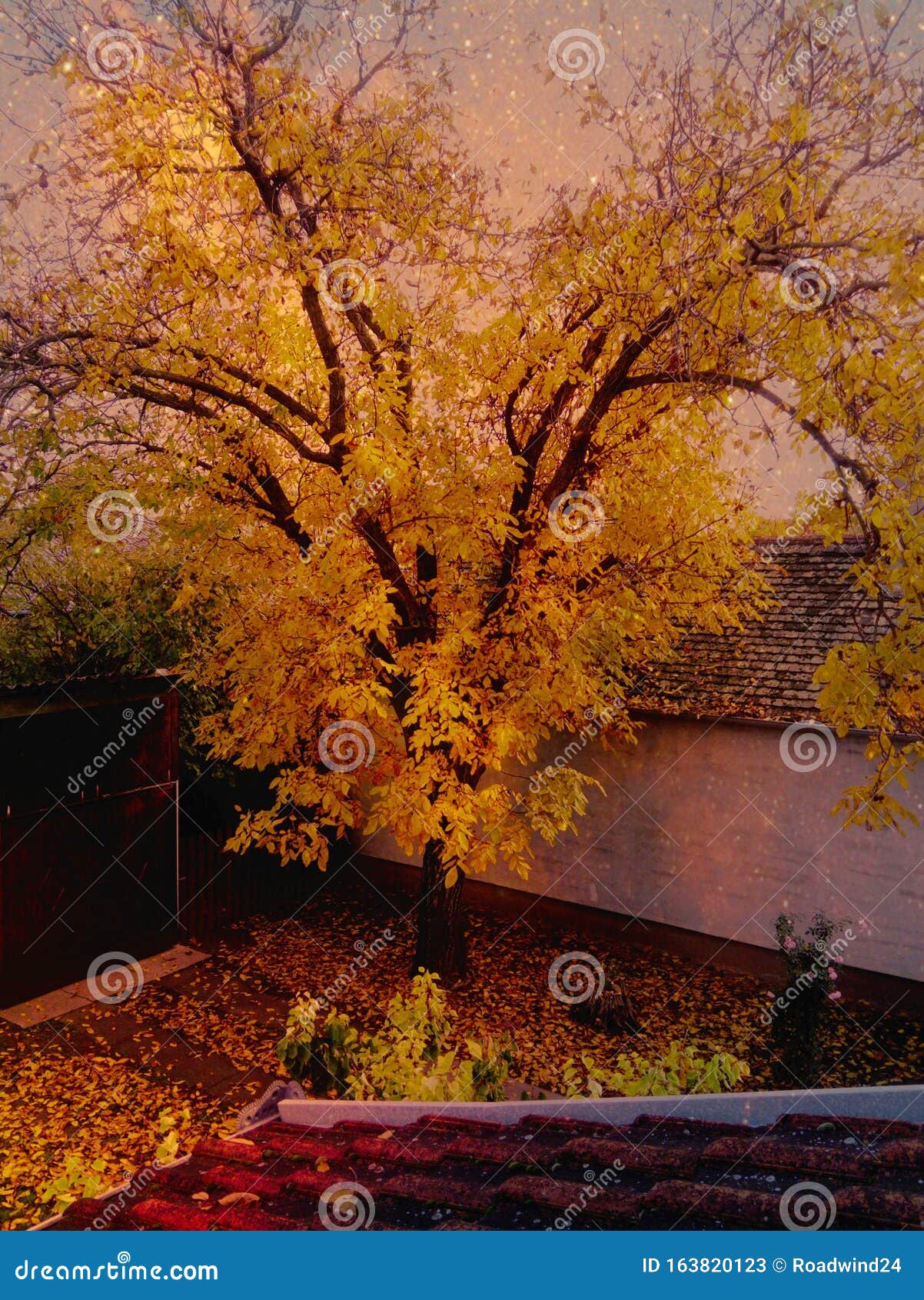 Big Old Walnut Tree in Fall Stock Image - Image of yellow, tree: 163820123