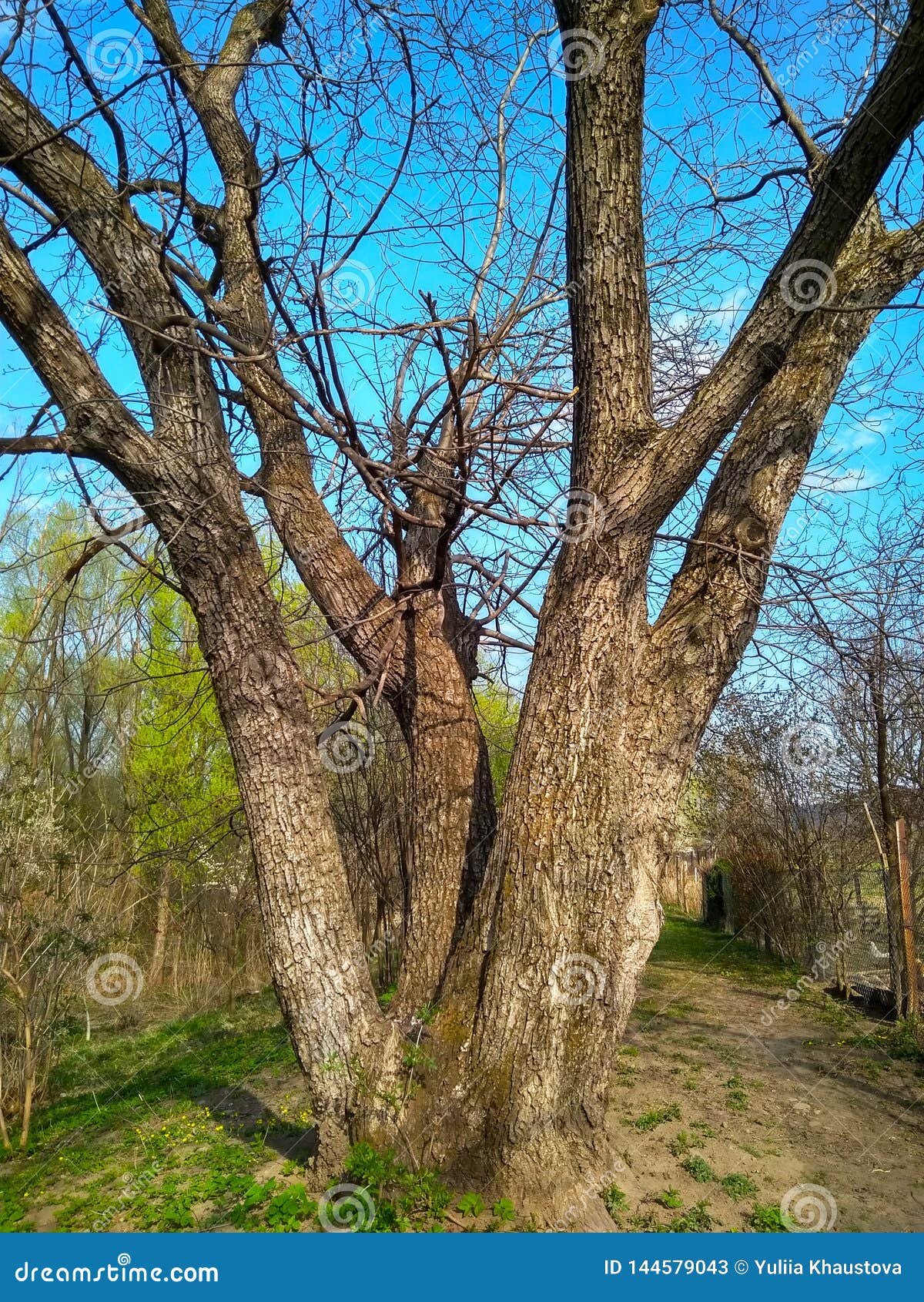 Big Old Walnut Tree in the Forest Stock Image - Image of garden, tree ...