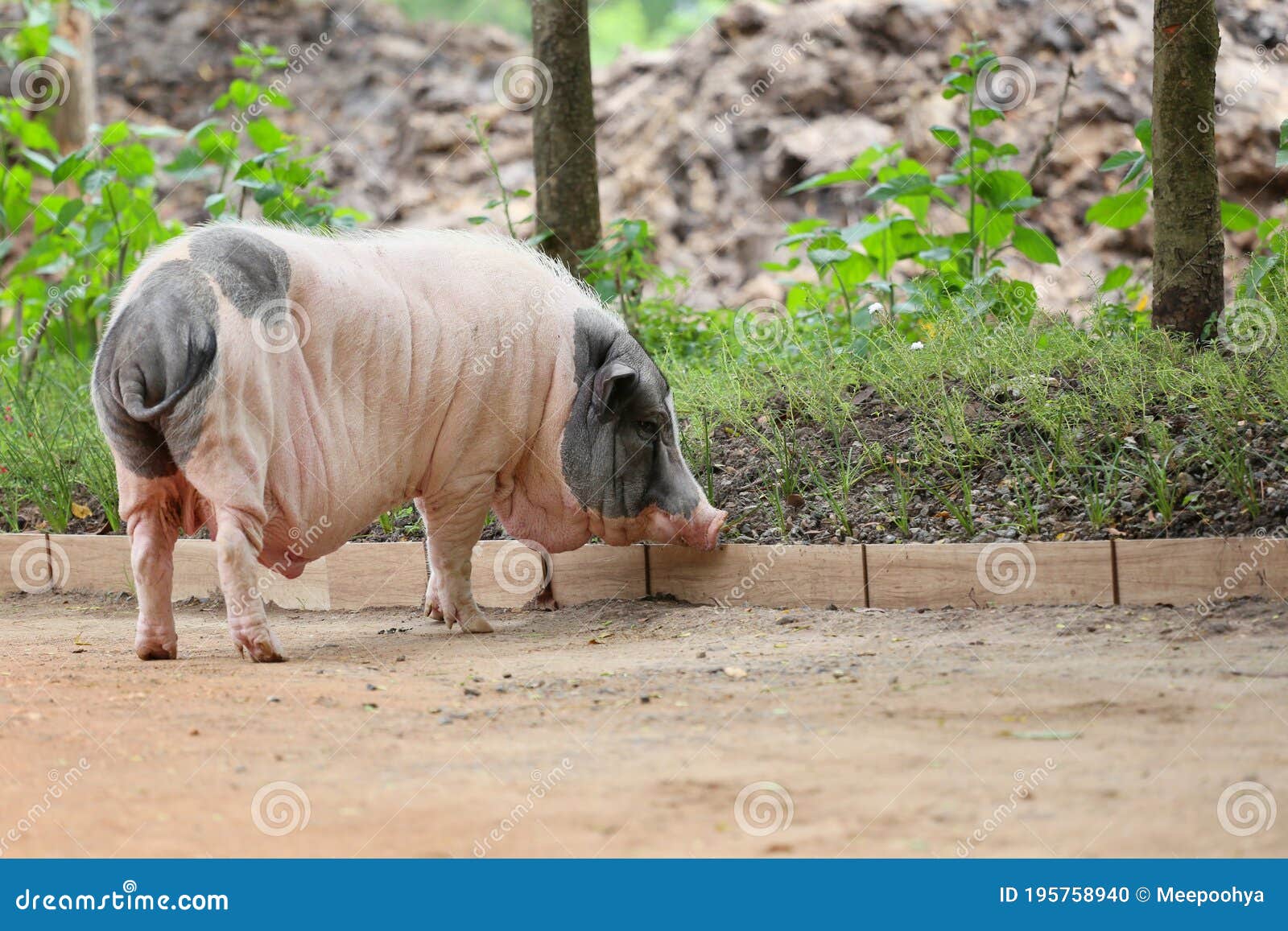 Boar Armor Stock Photos - Free & Royalty-Free Stock Photos from Dreamstime