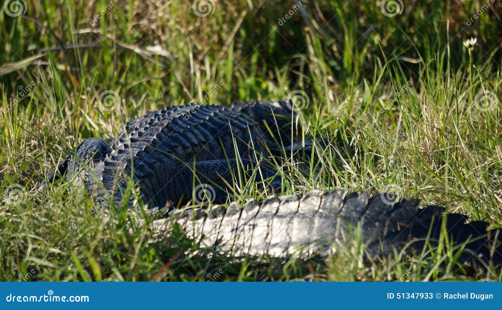 Big Ole Florida Gator stock image. Image of scales, gator - 51347933