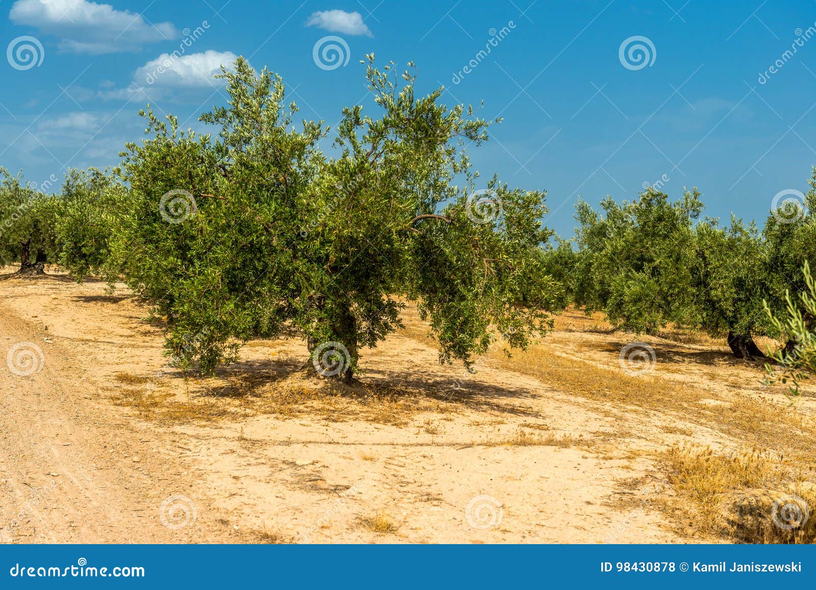 Big Olive Plantation with Old Olive Trees in Spain Stock Photo - Image ...