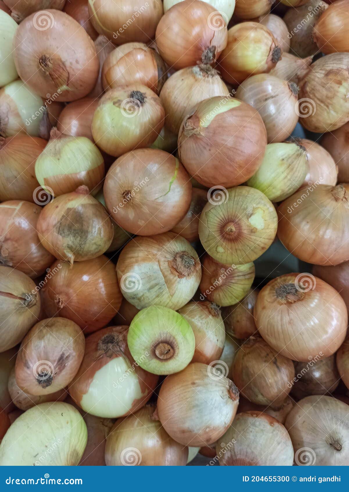 A big onions stock photo. Image of dish, agriculture - 204655300