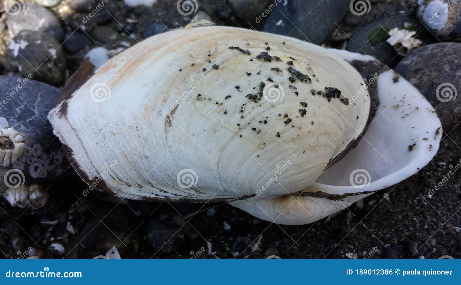A big open seashell stock photo. Image of invertebrate - 189012386