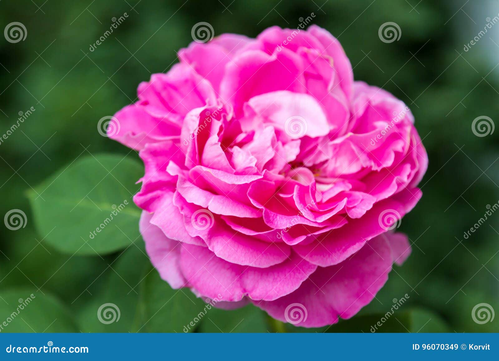 Big Opened Flower Rose on a Bush Stock Image - Image of gift, close ...