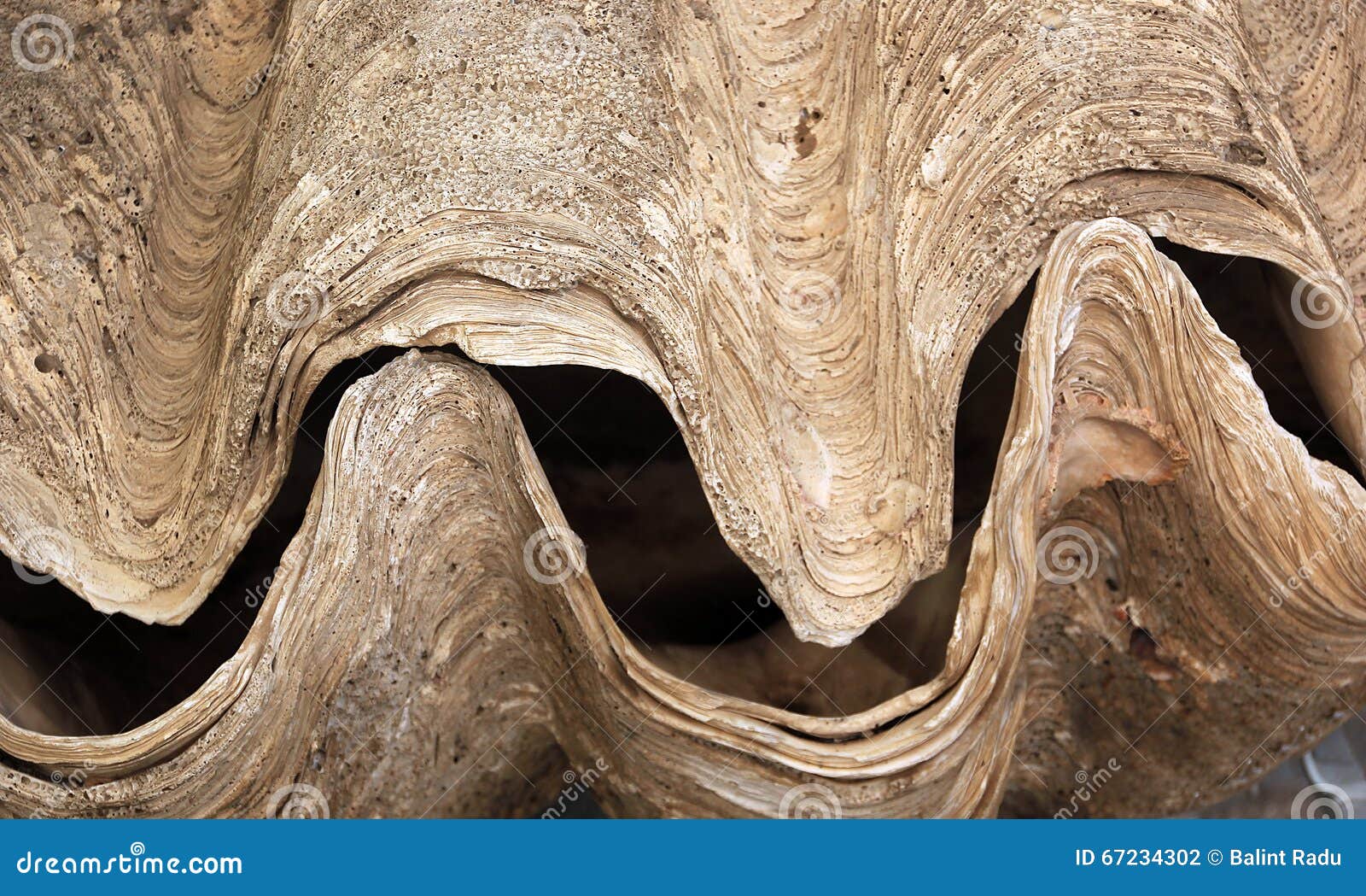 Big opened oyster shell stock photo. Image of shell, cold - 67234302