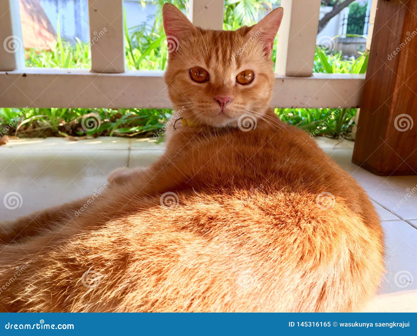 Big orange cat stock image. Image of orange, eyes - 145316165