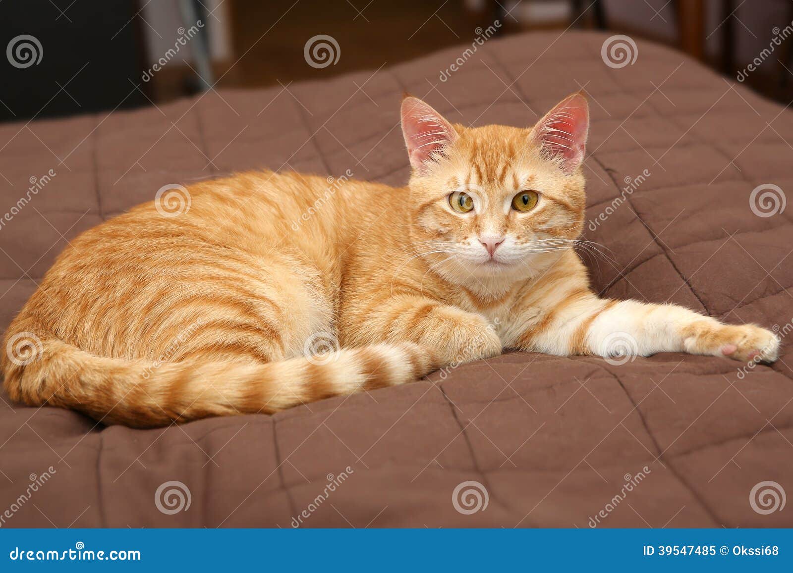 Big orange cat stock image. Image of house, mammals, feline - 39547485