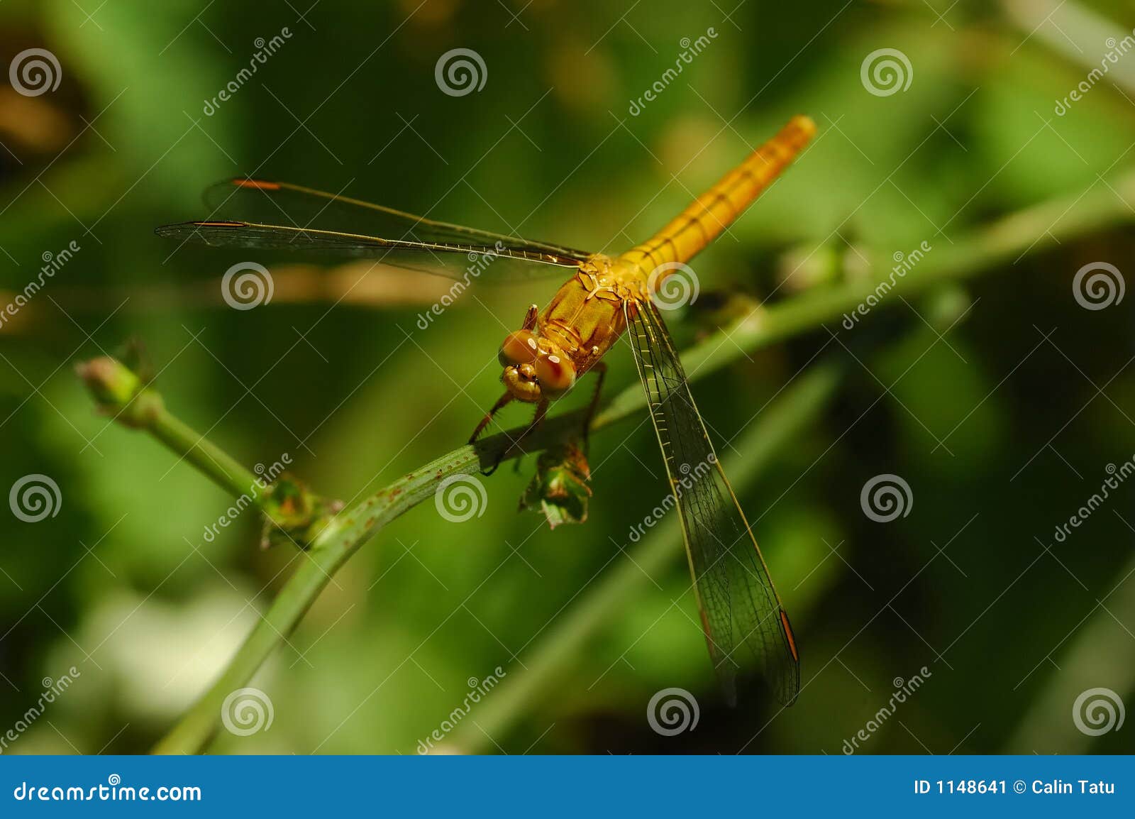 Big orange dragonfly stock image. Image of bright, animal - 1148641