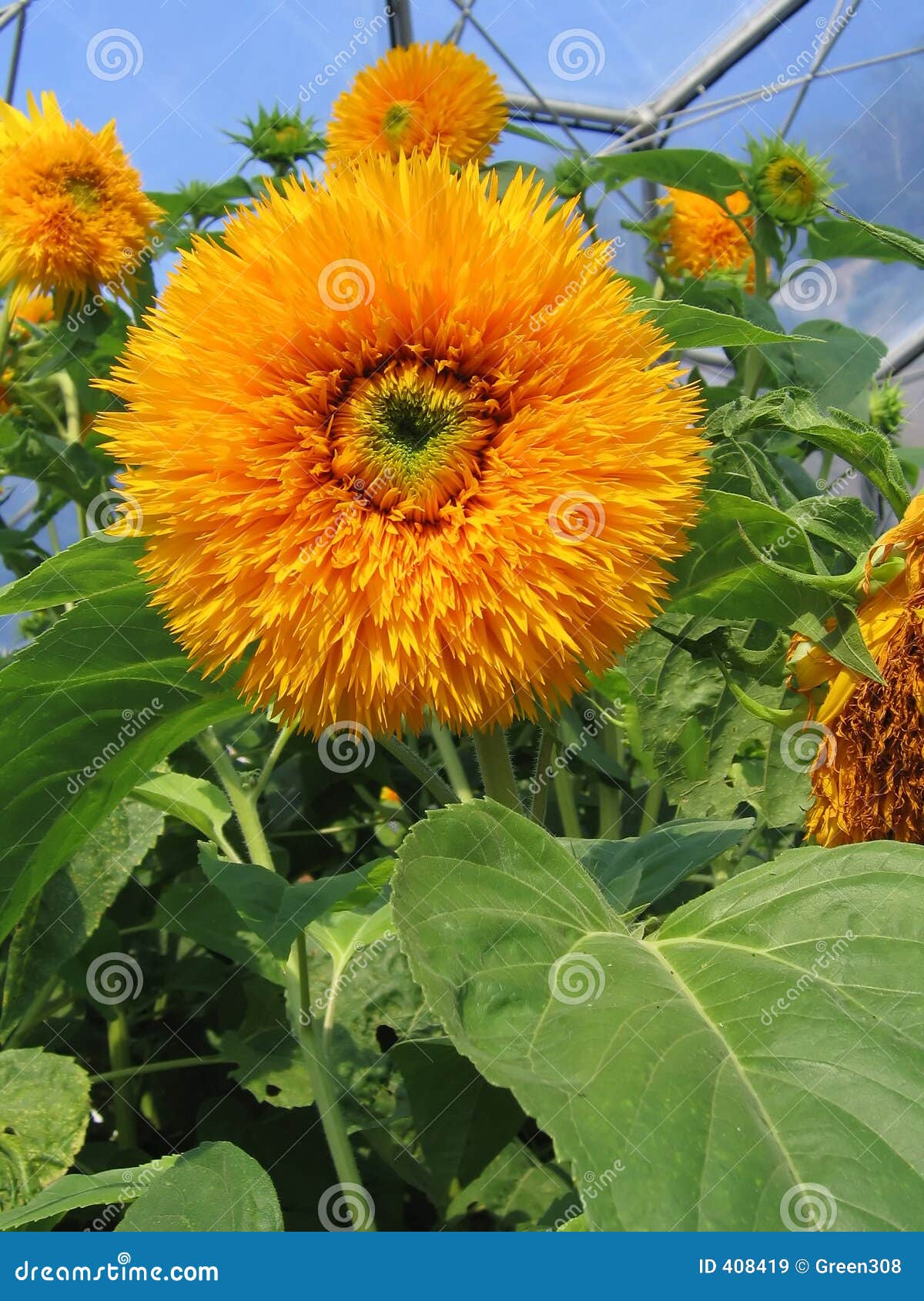 Big Orange Flower stock image. Image of petals, colorful - 408419