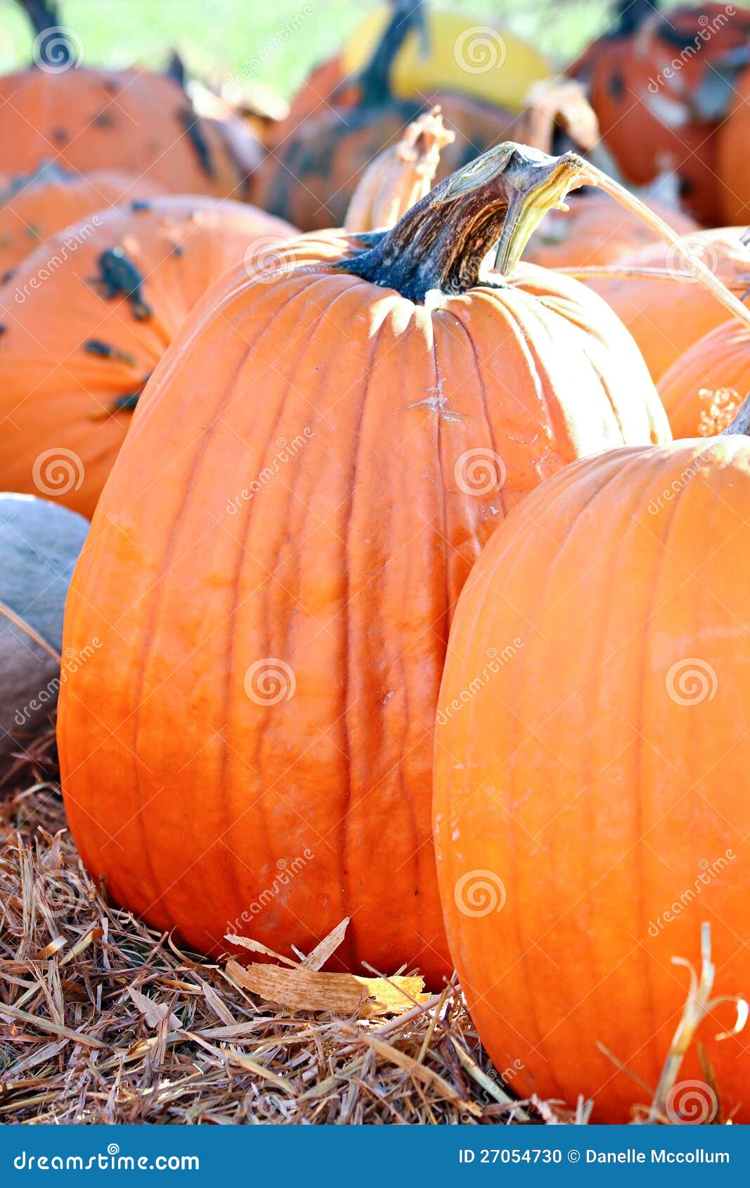 Big Orange Pumpkin stock photo. Image of agriculture - 27054730