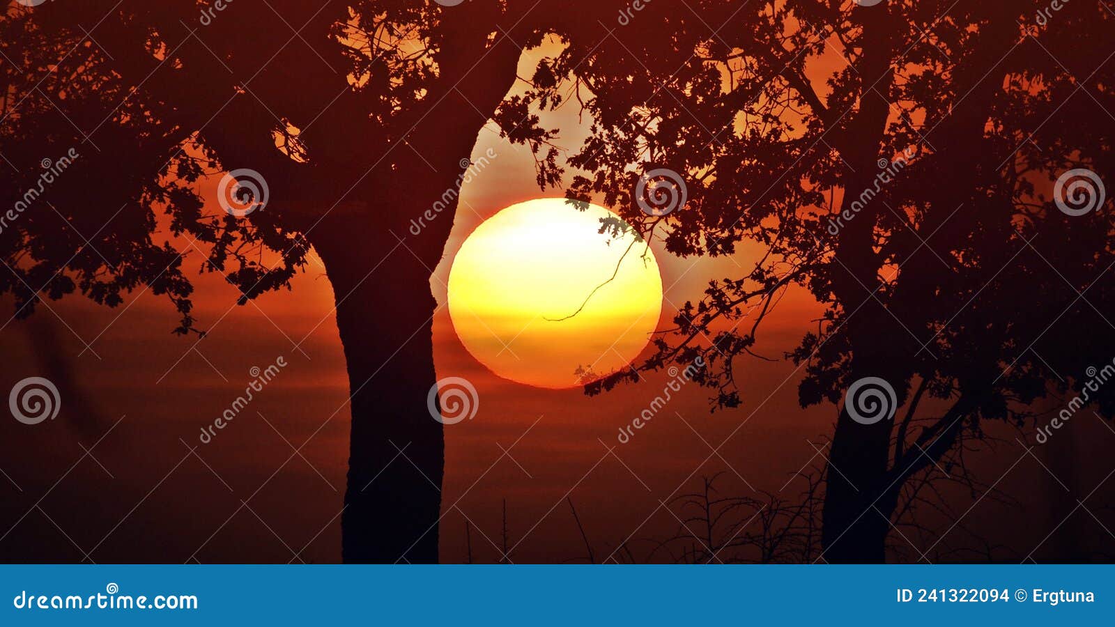 The Big Orange Round Sun the Setting Sun in the Trees, the Orange ...