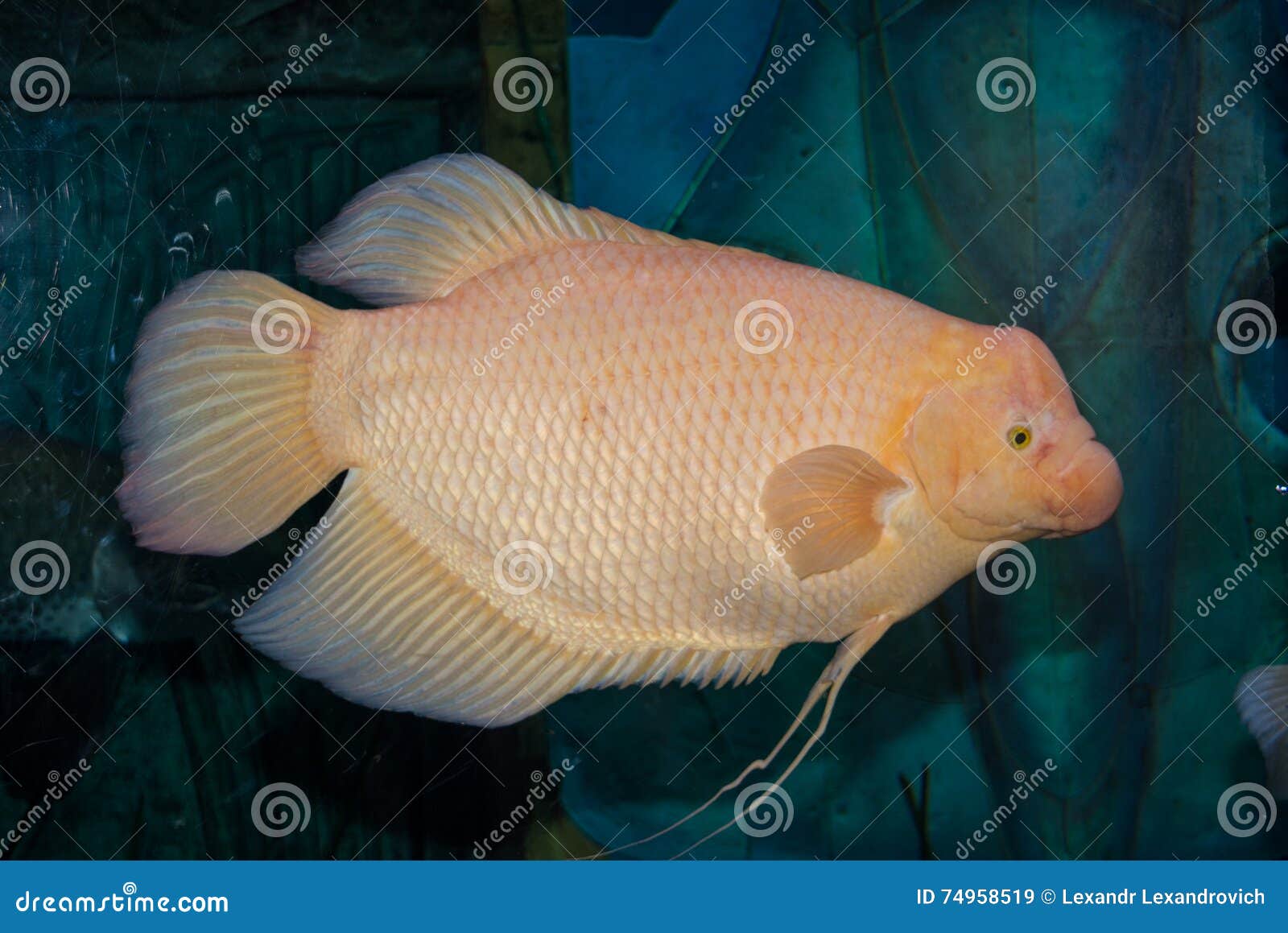Big Orange Tropical Fish in Aquarium Stock Image - Image of creatures ...