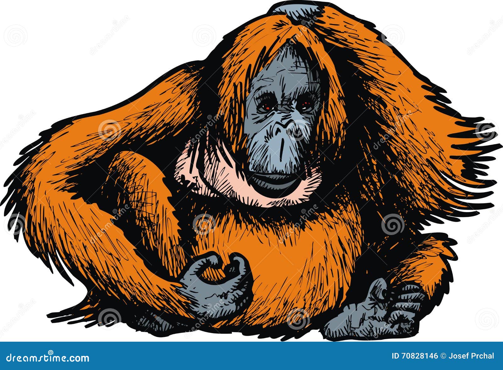 Orangutan Monkey As Arboreal Great Ape With Long Arms Vector Set Stock ...