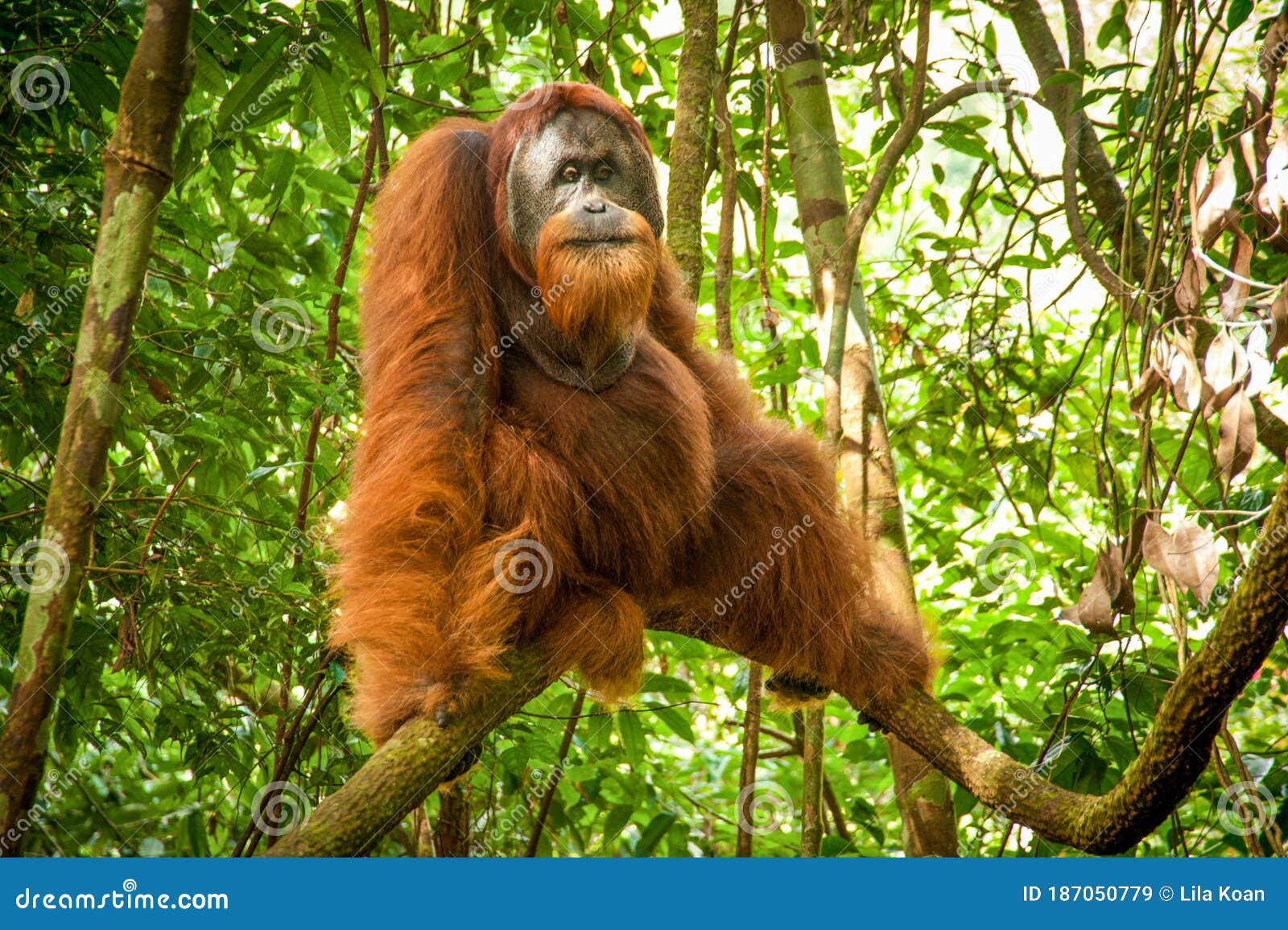 199 Big Orangutang Photos - Free & Royalty-Free Stock Photos from ...